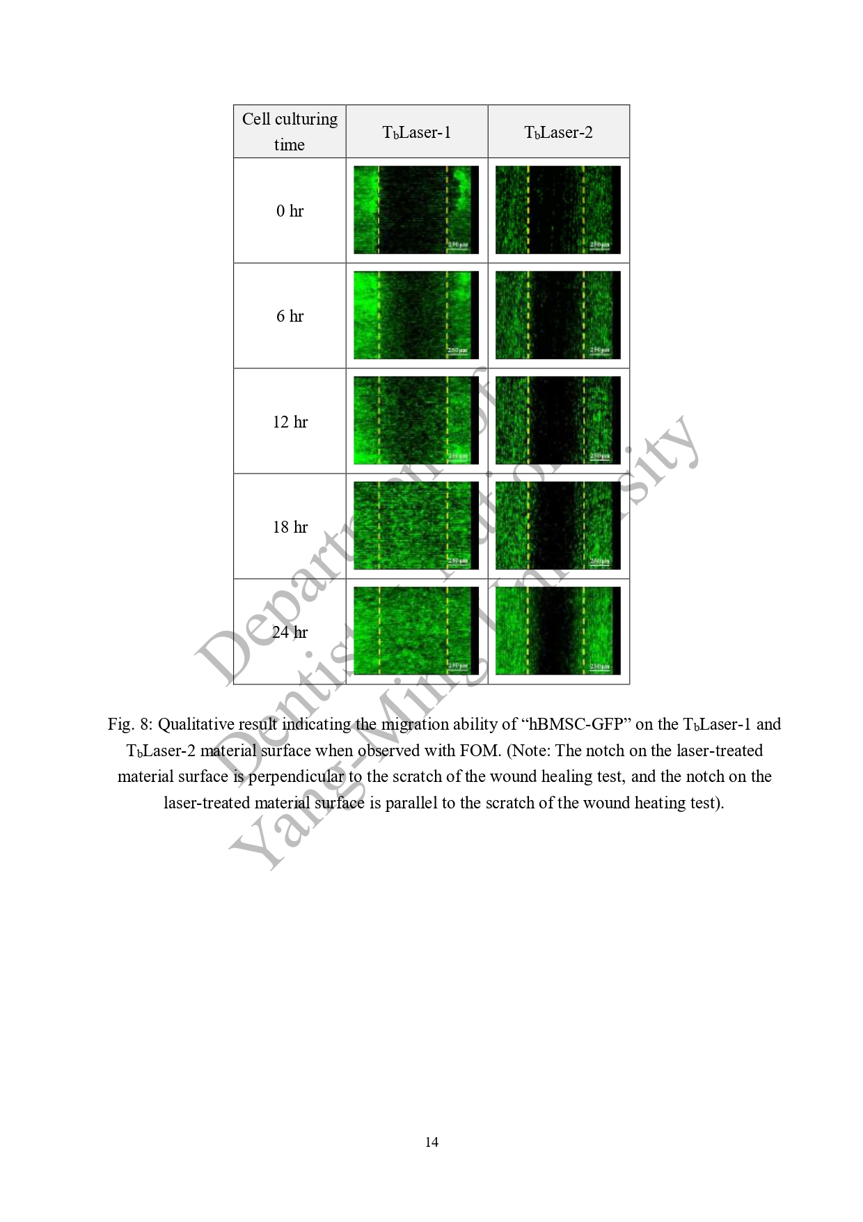 Study on the initial bone cell response to laser-treated titanium ...